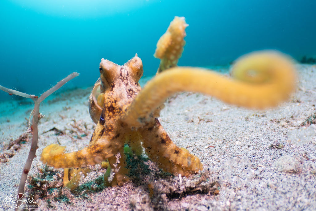 EMWL: A New Perspective by Mike Bartick – Nauticam