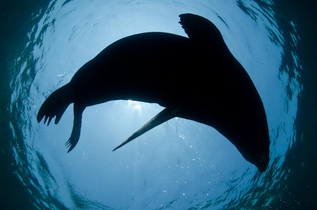 Eric Hanauer on his Nauticam D7000